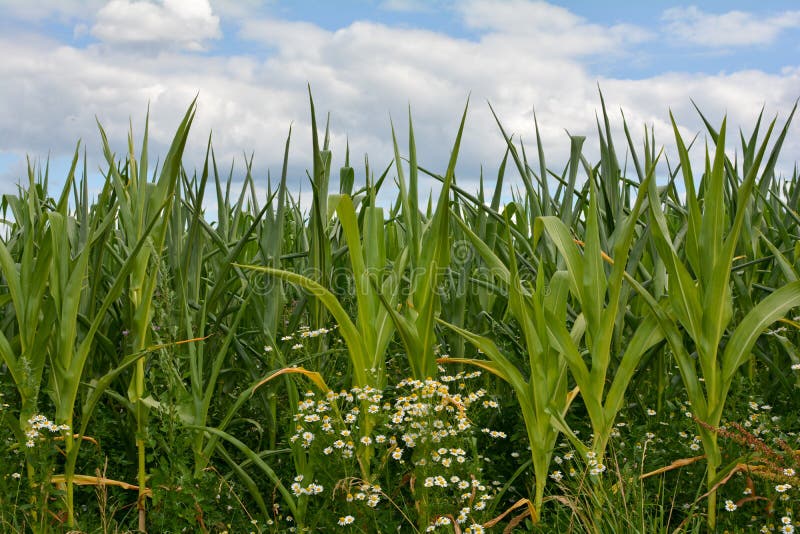 Corn Field with Meadow Flowers and Blue Sky Stock Photo - Image of ...