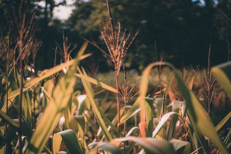 Corn field in the morning stock photo. Image of green - 265726406