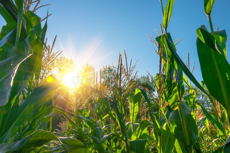 Corn field in the morning stock photo. Image of crop - 66080026