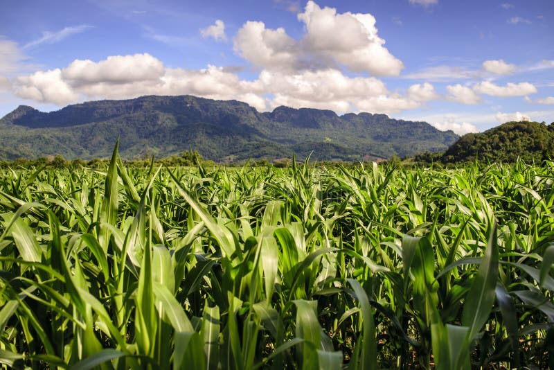 Corn field mountain stock photo. Image of land, poland - 101290100