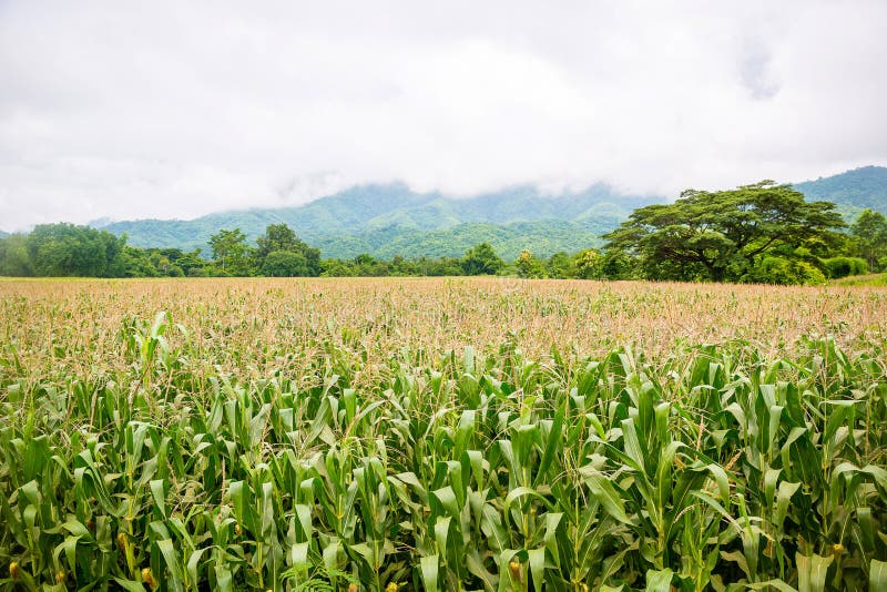 Corn Field with Mountain on Background. Corn Farm Agriculture with Corn ...