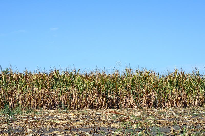 Corn field stock photo. Image of fall, corn, time, food - 30905942