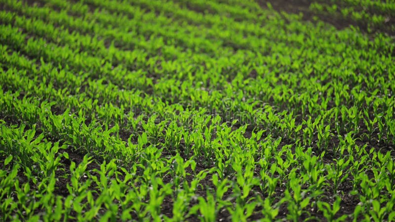 Corn Field with New Growth, Captured in Stunning 4K Slow Motion. Stock ...