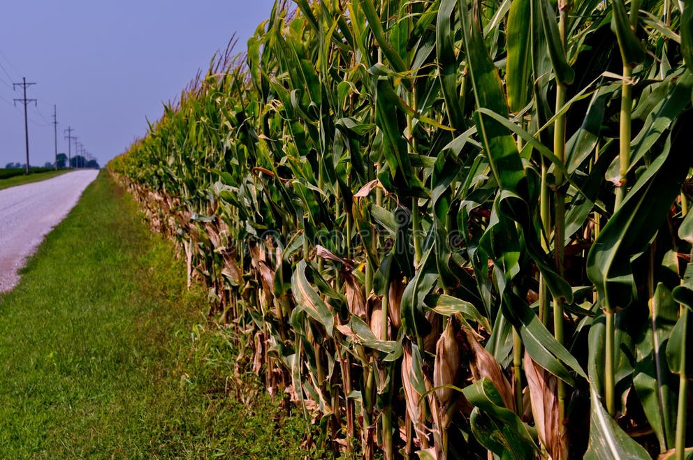 Corn field stock photo. Image of farming, indiana, field - 33089102