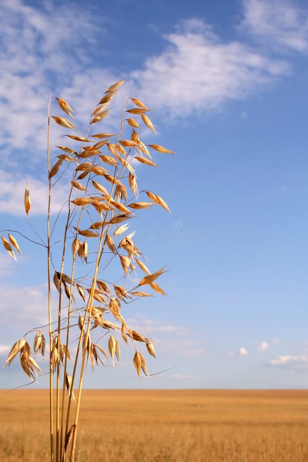 Corn field (oat) stock photo. Image of grow, corn, bread - 990280