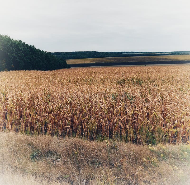 Corn Field in One of the Villages of Ukraine during the War Stock Image ...