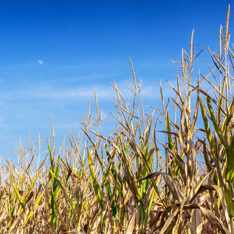 Corn field over blue sky stock photo. Image of field - 70981554