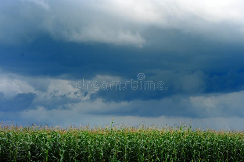 Storm in the corn field stock image. Image of windy, storm - 79125537
