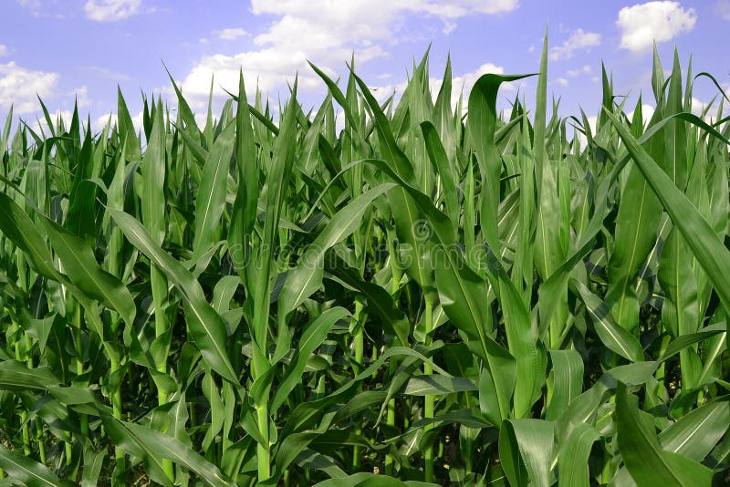 Corn field stock photo. Image of culture, husbandry, field - 46012388