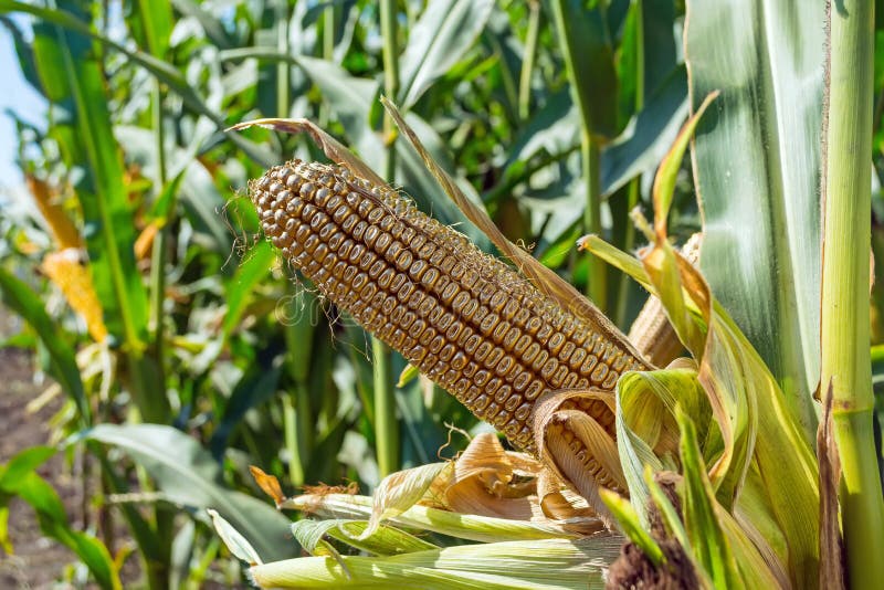 Corn in the Field Painted with Gold Paint Stock Photo - Image of ...