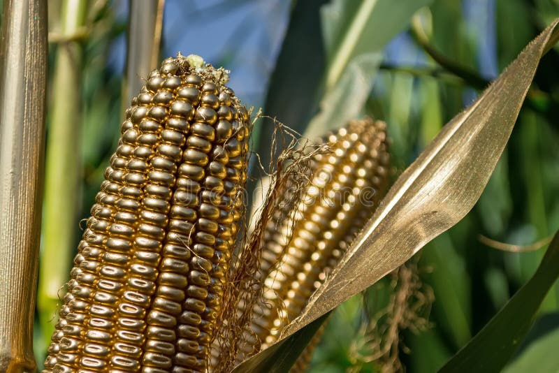 Corn in the Field Painted with Gold Paint Stock Photo - Image of leaf ...