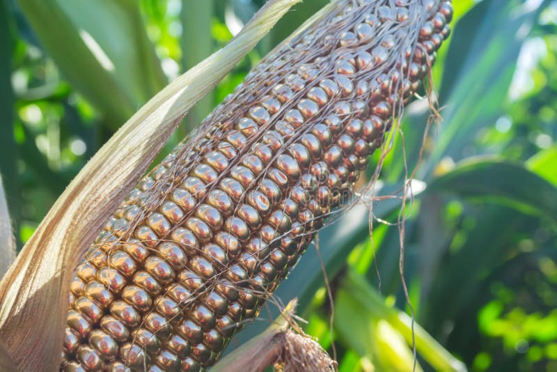 Corn in the Field Painted with Gold Paint Stock Image - Image of diet ...