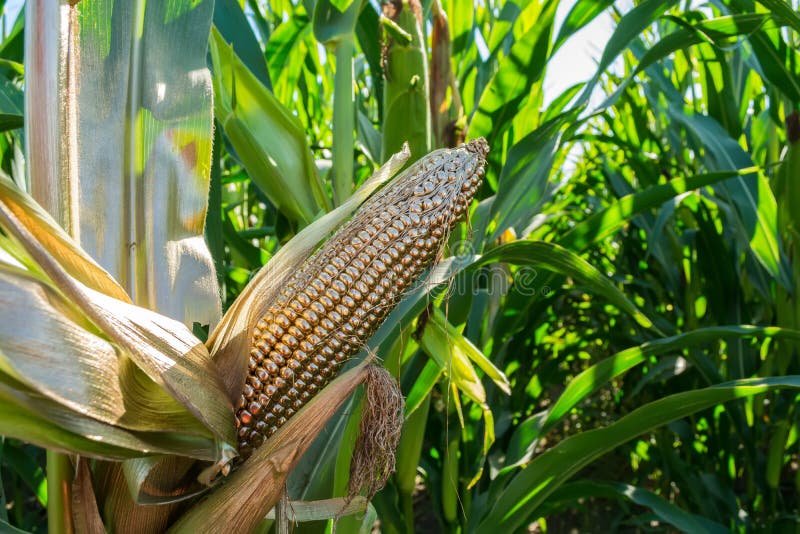 Corn in the Field Painted with Gold Paint Stock Image - Image of food ...