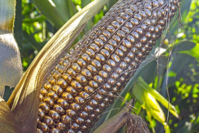 Corn in the Field Painted with Gold Paint Stock Image - Image of maize ...