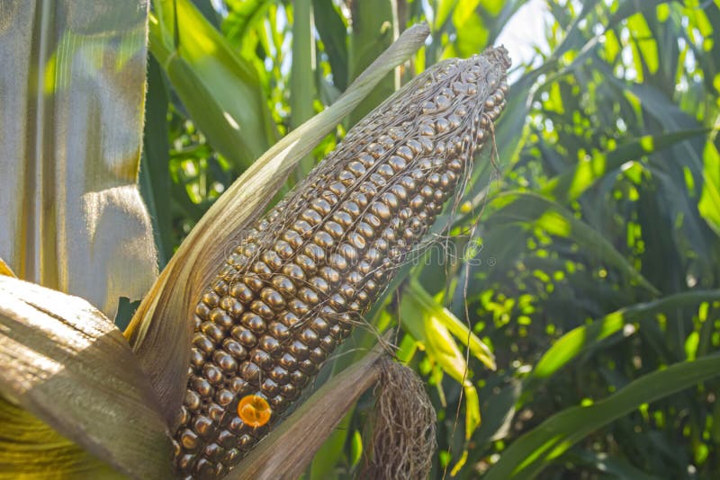 Corn in the Field Painted with Gold Paint Stock Image - Image of ...