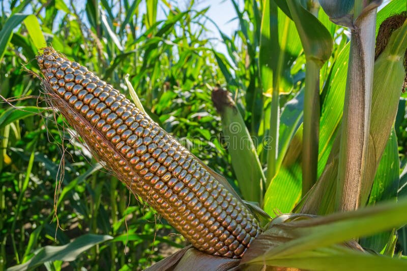 Corn in the Field Painted with Gold Paint Stock Image - Image of ...