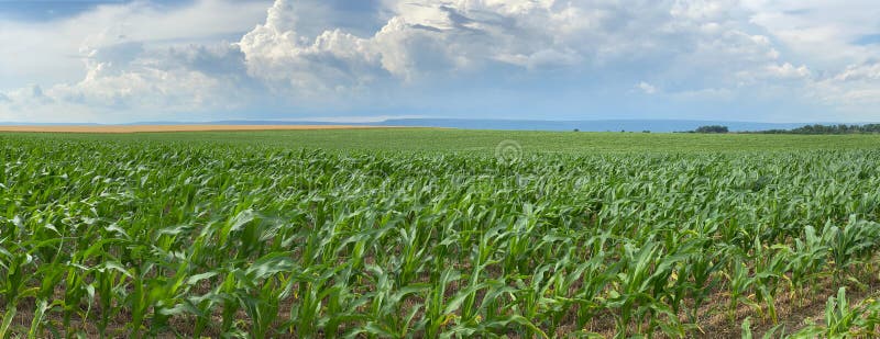 Corn Field Panorama stock photo. Image of sunny, cornfield - 202921692