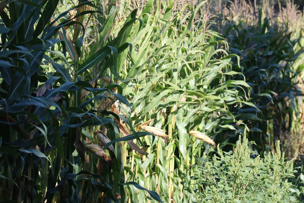 Corn Field in Partial Shade Stock Photo - Image of plantation, drooping ...