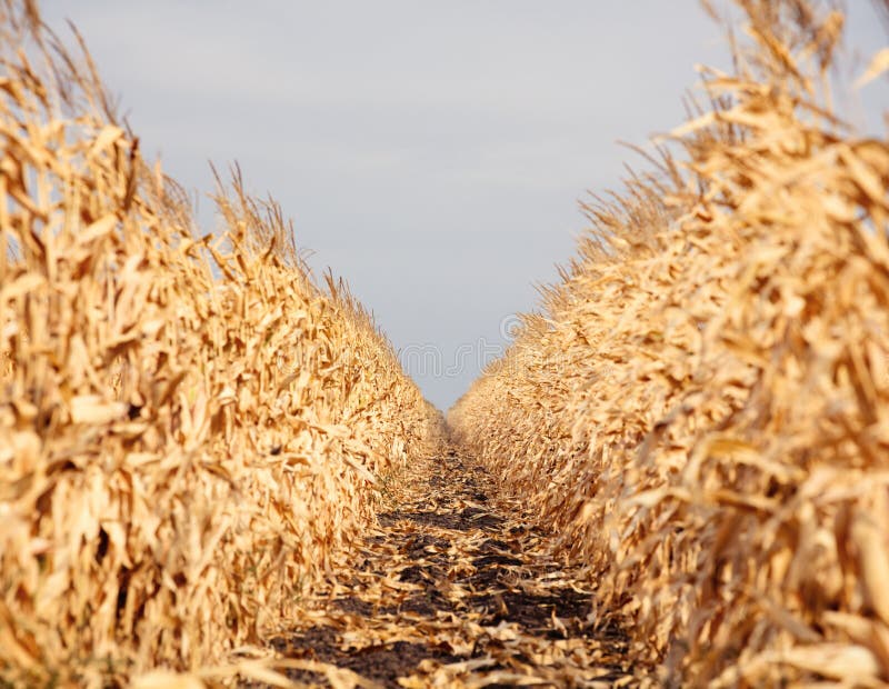 Corn field stock image. Image of natural, autumn, background - 77513415
