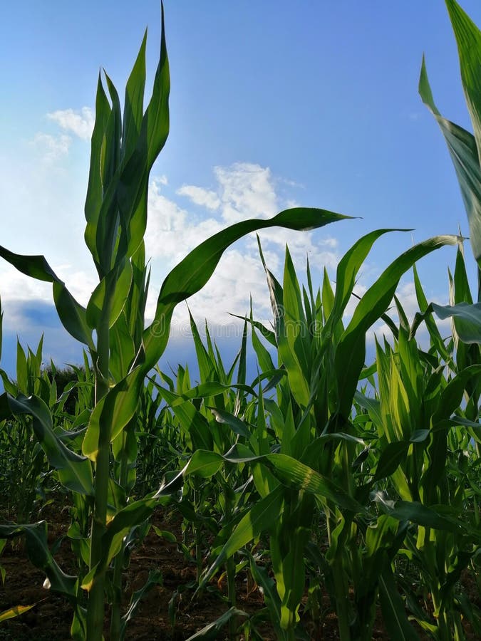 Corn field stock photo. Image of blue, field, corn - 153307312