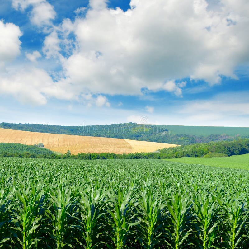 Corn Field in Picturesque Hills and White Clouds in the Blue Sky Stock ...