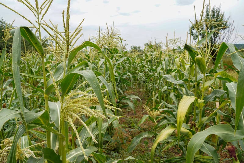 Corn in the Field. Corn Plantation Stock Photo - Image of corn ...