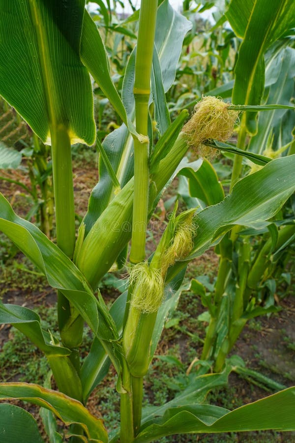Corn in the Field. Corn Plantation Stock Photo - Image of agriculture ...