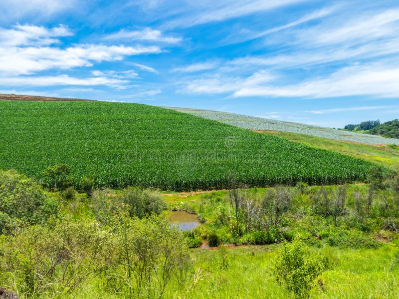 Corn Field Green Plantation in Brazil Stock Image - Image of nature ...