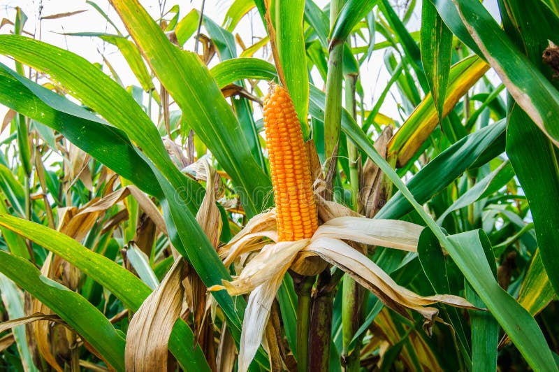 Corn Field in plantation stock image. Image of autumn - 62172201