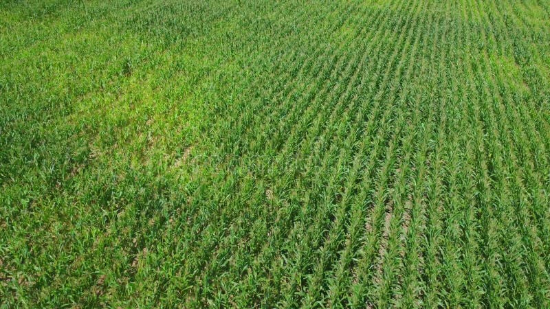 Corn Field Plantation Growing Up. Young Green Corn on the Agricultural ...