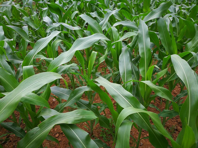 Corn Field stock photo. Image of city, china, produce - 93822040