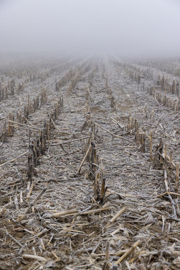 Corn Field with a Poorly Harvested Crop is Frozen Stock Photo - Image ...