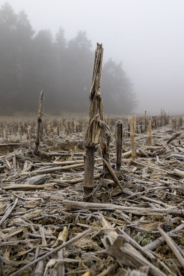 Corn Field with a Poorly Harvested Crop is Frozen Stock Image - Image ...
