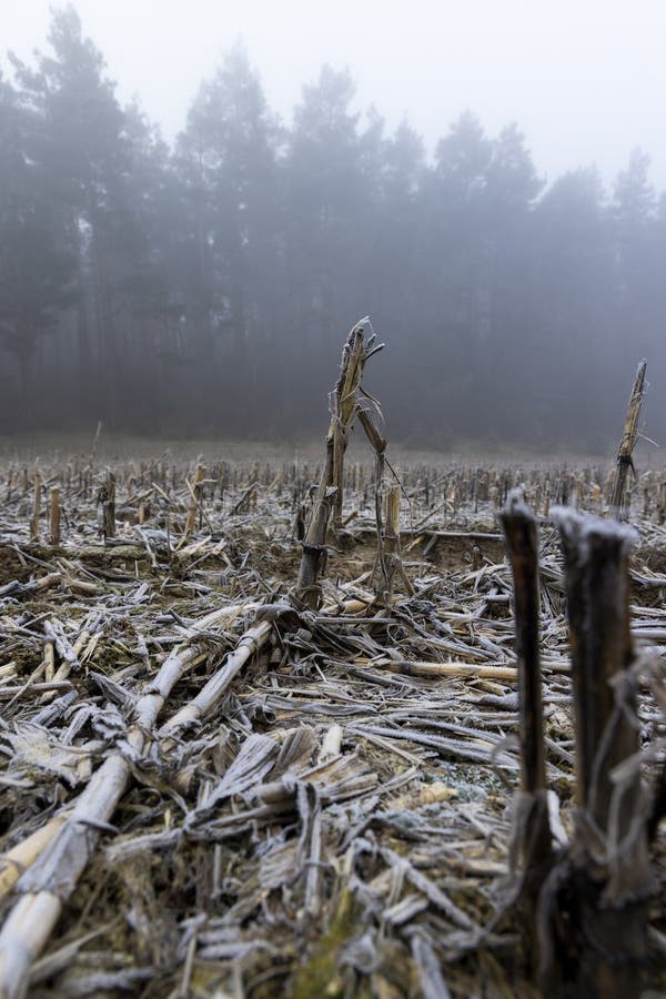 Corn Field with a Poorly Harvested Crop is Frozen Stock Photo - Image ...
