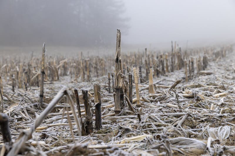 Corn Field with a Poorly Harvested Crop is Frozen Stock Image - Image ...