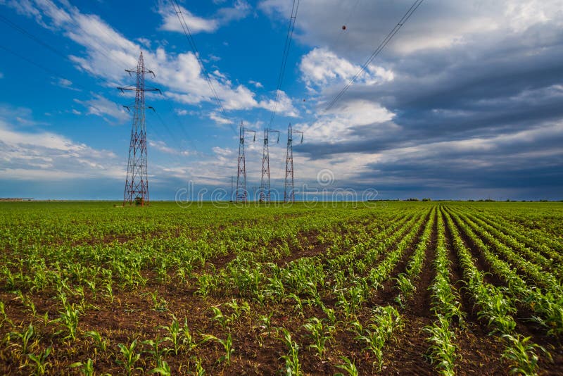Corn field stock photo. Image of growing, farming, crops - 55578370