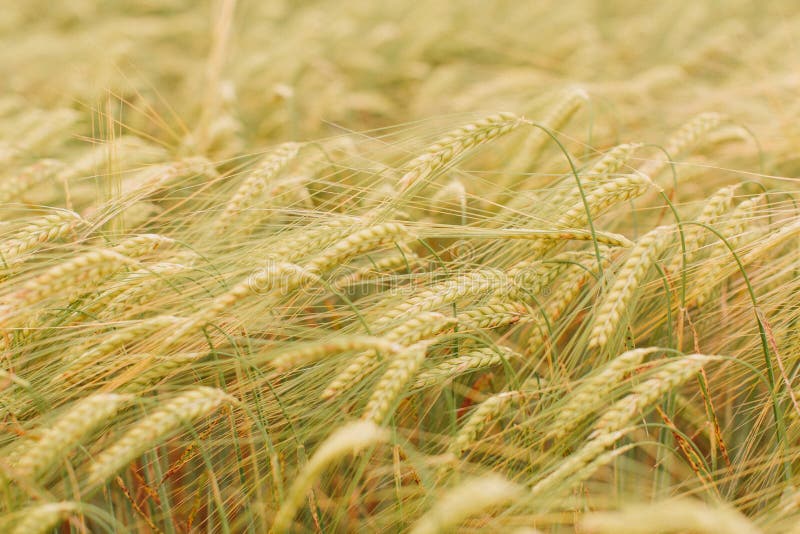 Corn field stock photo. Image of gluten, harvest, corn - 56728642