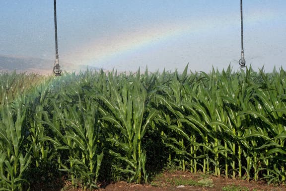 Corn field and rainbow stock image. Image of watter, rainbow - 10932047