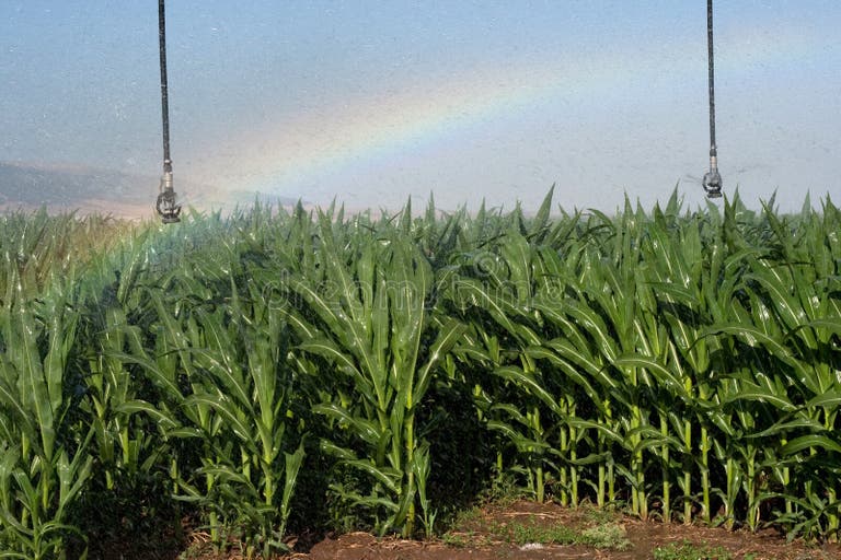 Corn field and rainbow stock image. Image of watter, rainbow - 10932047