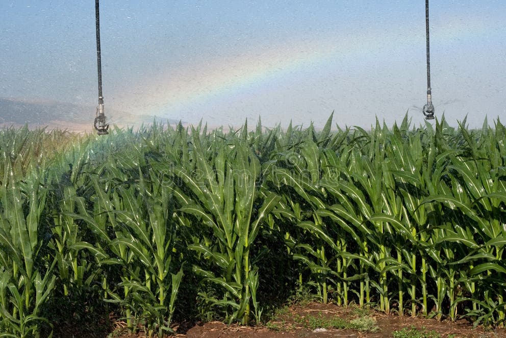 Corn field and rainbow stock image. Image of watter, rainbow - 10932047