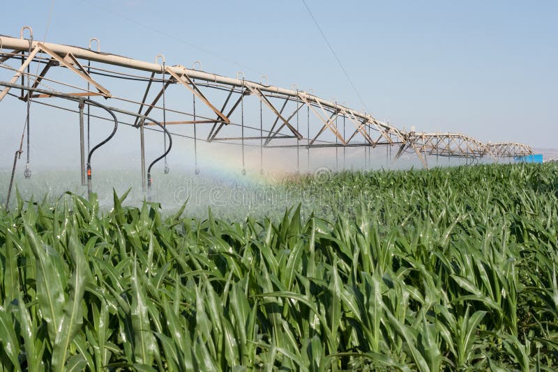 Corn field and rainbow stock photo. Image of corn, rainbow - 10932088