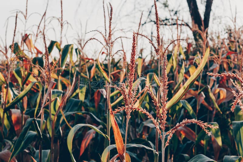 Corn Field in the Rays of the Setting Sun. Stock Image - Image of food ...