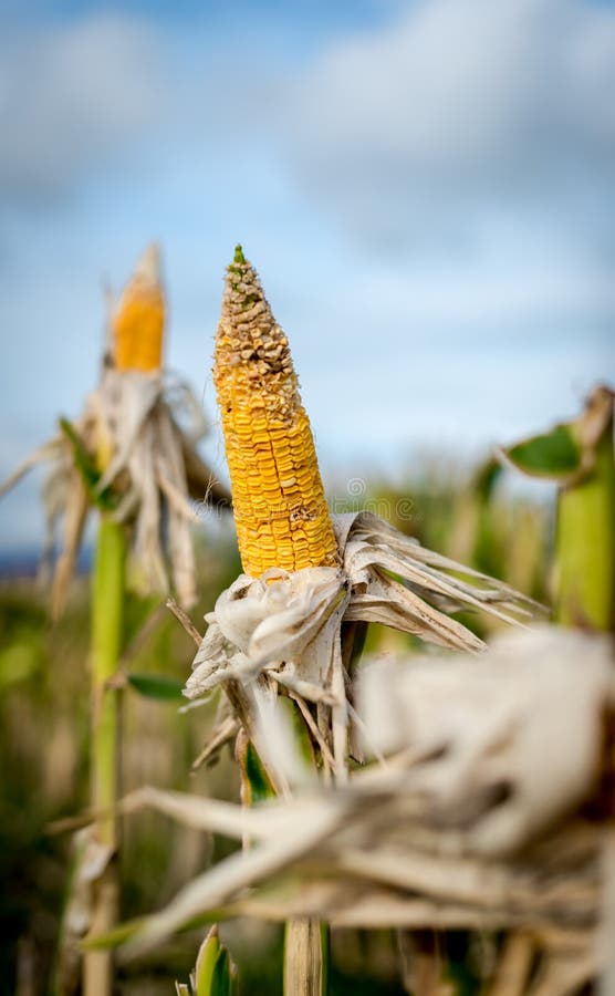 Corn in a Corn Field Ready for Harvest Stock Image - Image of maize ...