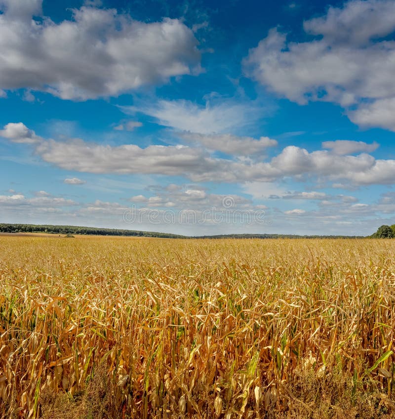 A Corn Field and Harvest Time Under a Beautiful Blue Sky with Clouds ...