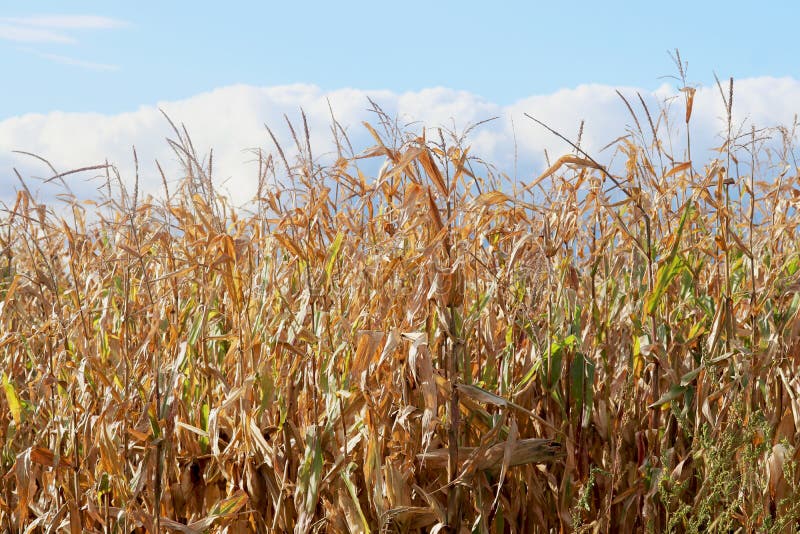 Corn in the field stock photo. Image of green, outdoor - 78070458