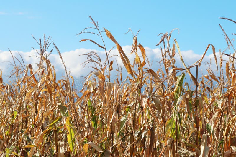 Corn in the field stock image. Image of farm, green, field - 78070489