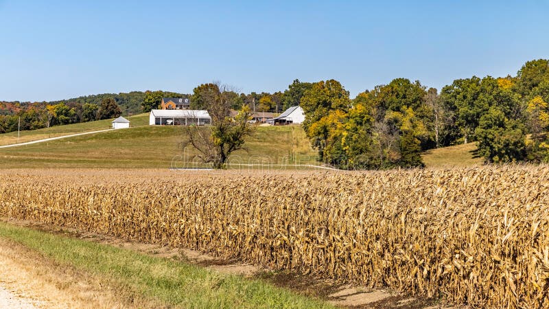 Corn Field Ready for Picking with Farmstead Looking on. Stock Photo ...