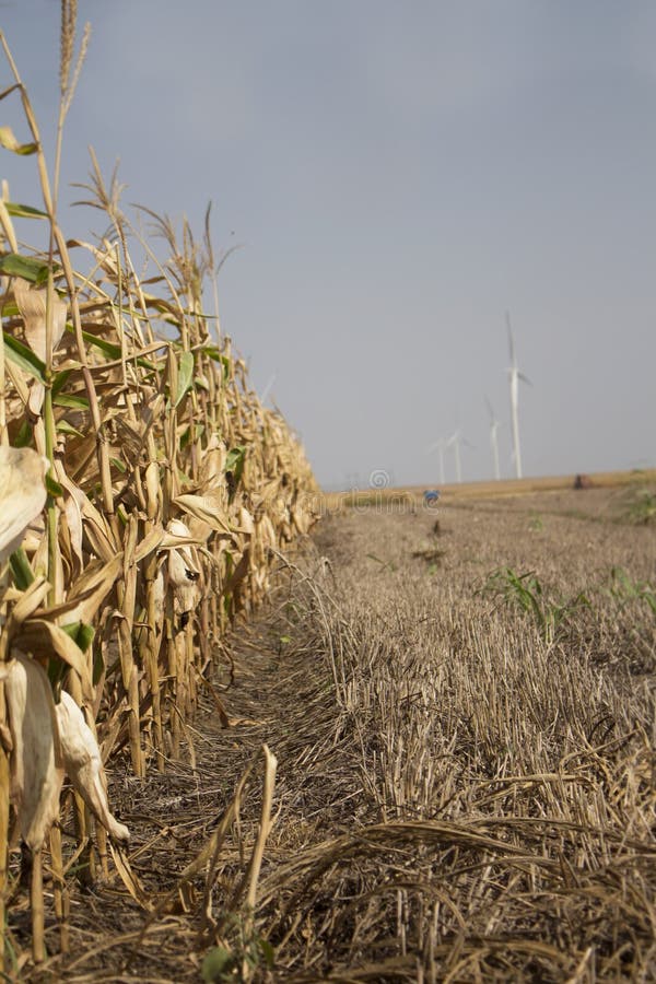 Corn Field Ready To Be Harvested with Wind Farm in a Distance Stock ...