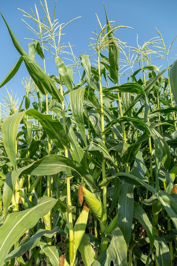 Corn Field Ready To Harvest Stock Image - Image of vegetable, farm ...