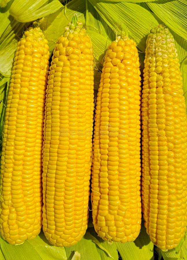 Corn Corn Field Corn Red Corn Yellow Corn White Corn Fruit Food Stock ...